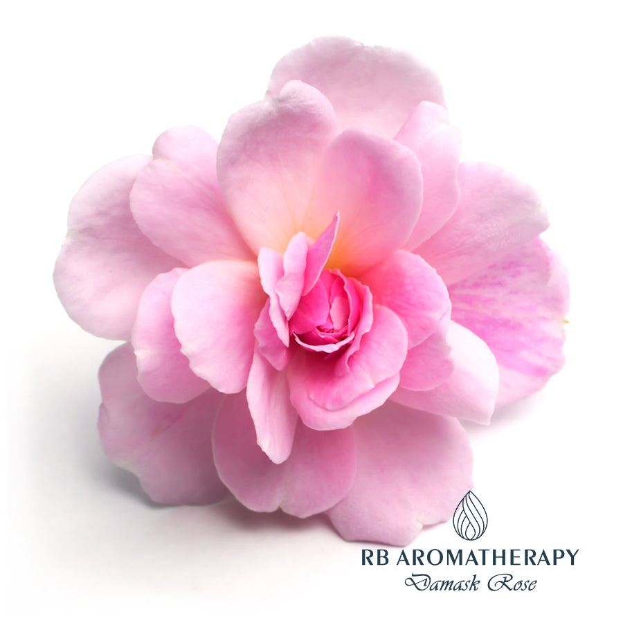 Damask Rose 100% Pure Absolute - REAL BOTANY